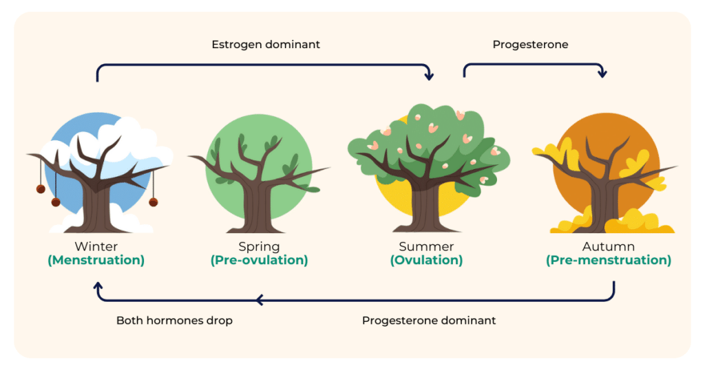 Menstrual Cycle Of Seasons